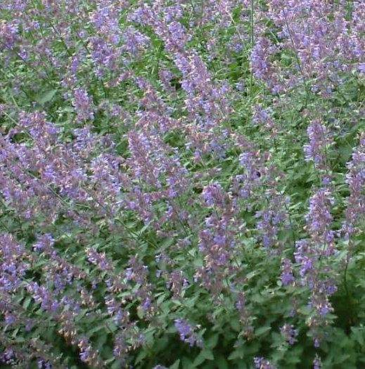 nepeta grandiflora 'bramdean' - Tuincentrum Pelckmans