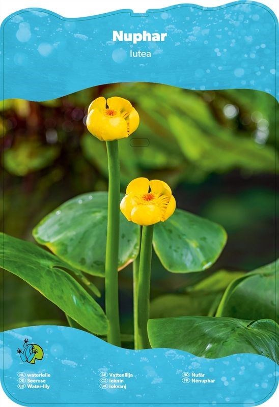 nuphar lutea in mand - Tuincentrum Pelckmans