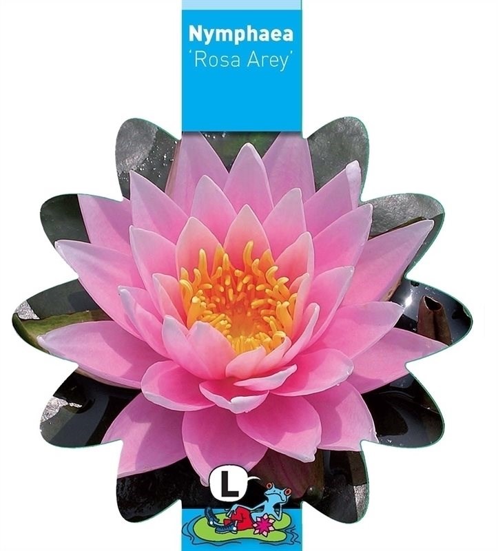 nymphaea 'rose arey' - Tuincentrum Pelckmans