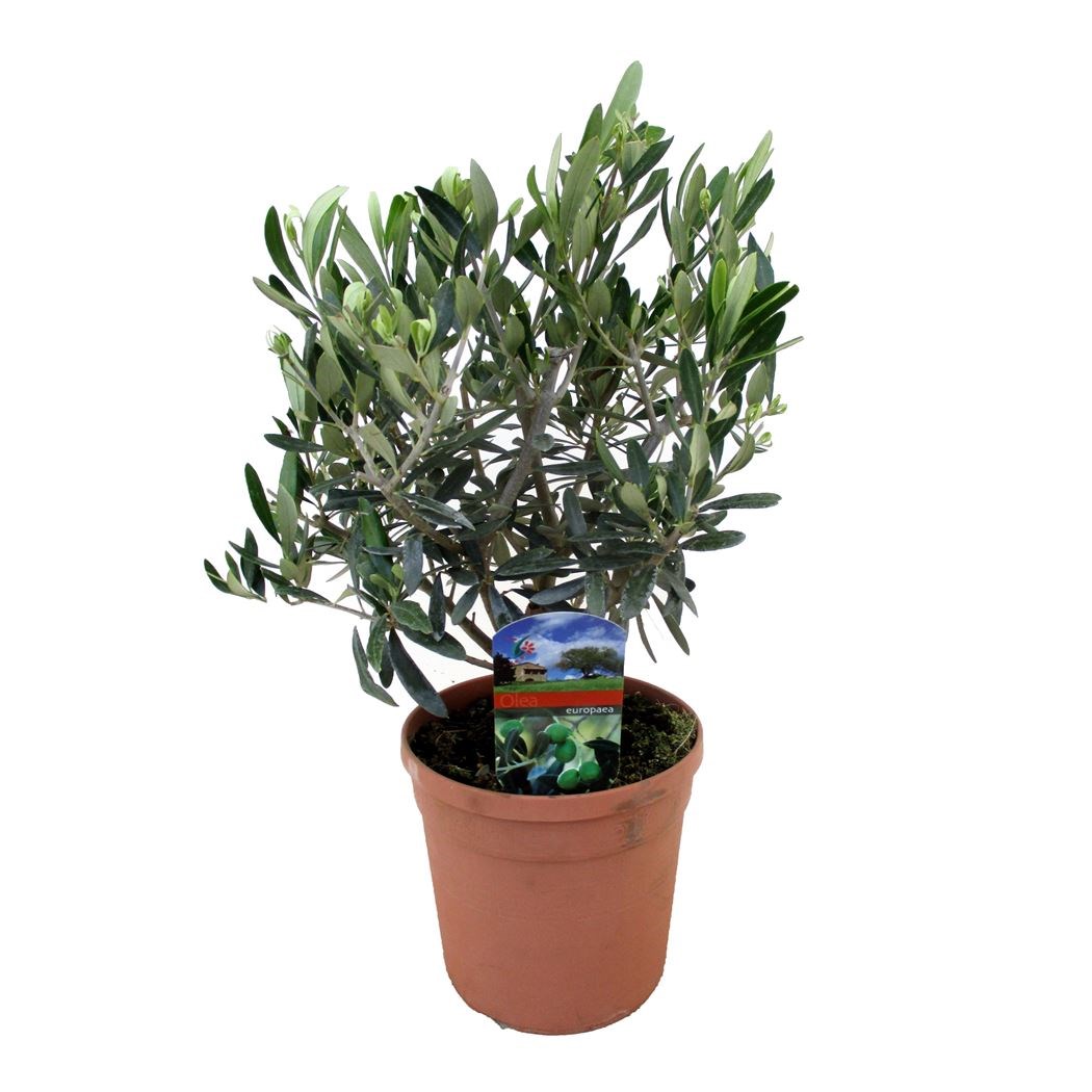 olea europaea (olijfboom) - Tuincentrum Pelckmans