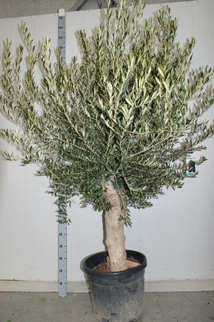 olea europaea op stam (olijfboom) - Tuincentrum Pelckmans