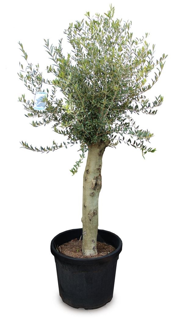 olea europaea op stam (olijfboom) - Tuincentrum Pelckmans