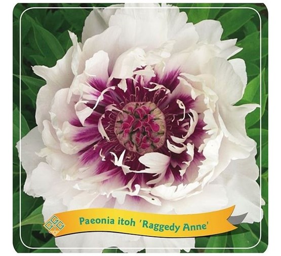 Paeonia Itoh Raggedy Anne Tuincentrum Pelckmans