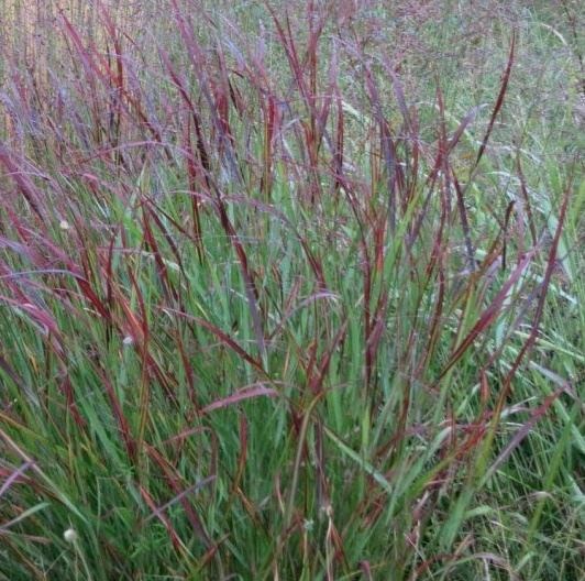 panicum virgatum 'squaw' - Tuincentrum Pelckmans
