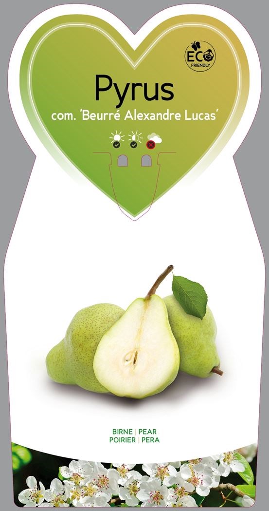 patiofruit peer 'alexander lucas' - Tuincentrum Pelckmans