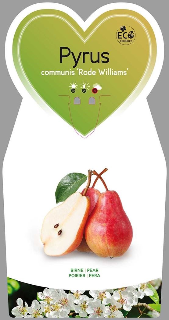 patiofruit peer 'rode williams' - Tuincentrum Pelckmans