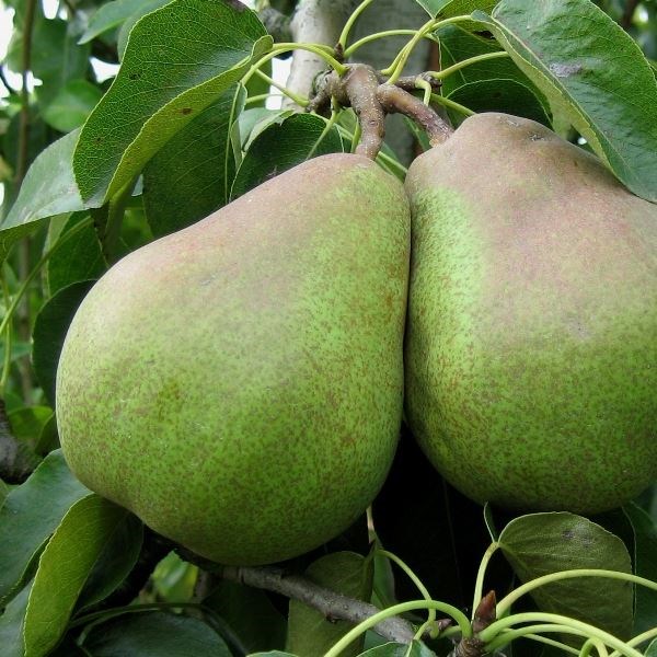 patiofruit peer 'doyenne du comice' - Tuincentrum Pelckmans