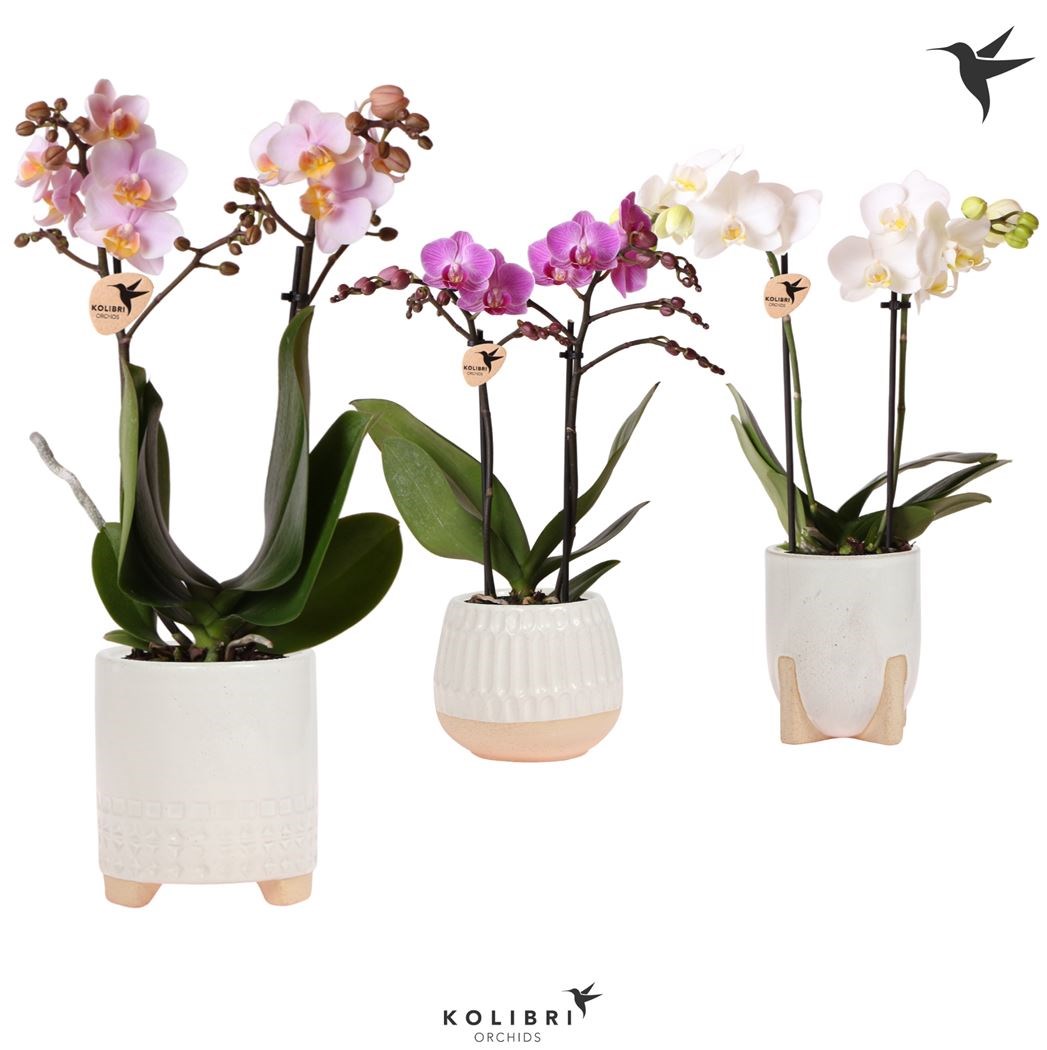 phalaenopsis little kolibri orchids 3 bloemstelen gemengd - Tuincentrum ...
