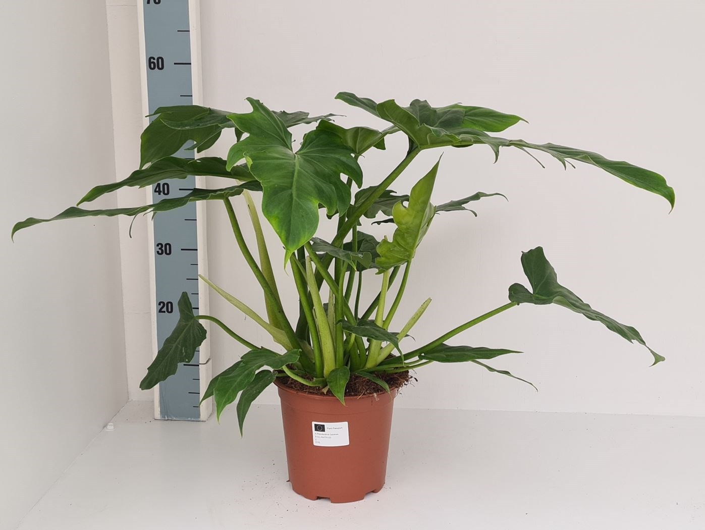 philodendron lacerum - Tuincentrum Pelckmans