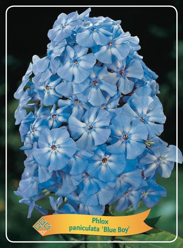 phlox paniculata 'blue boy' - Tuincentrum Pelckmans