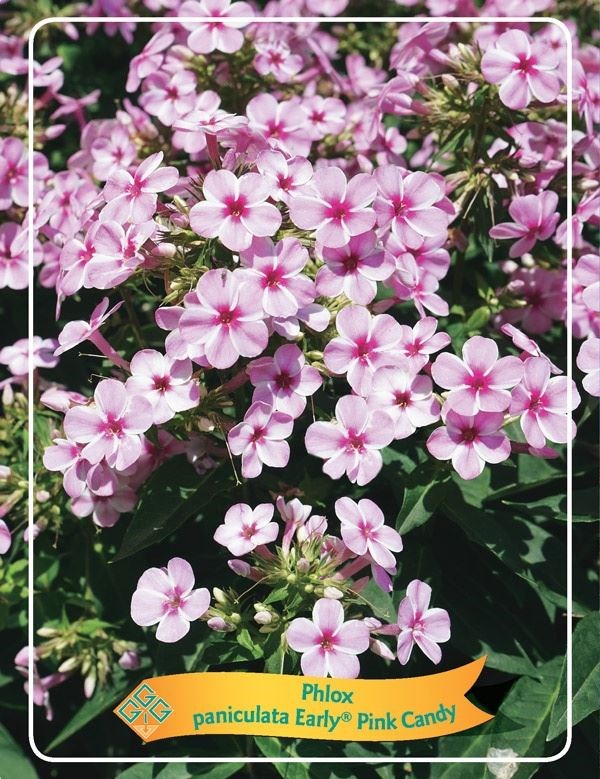 phlox paniculata early® 'pink candy' - Tuincentrum Pelckmans