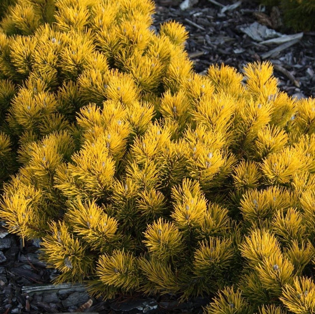 pinus mugo 'winter gold' - Tuincentrum Pelckmans