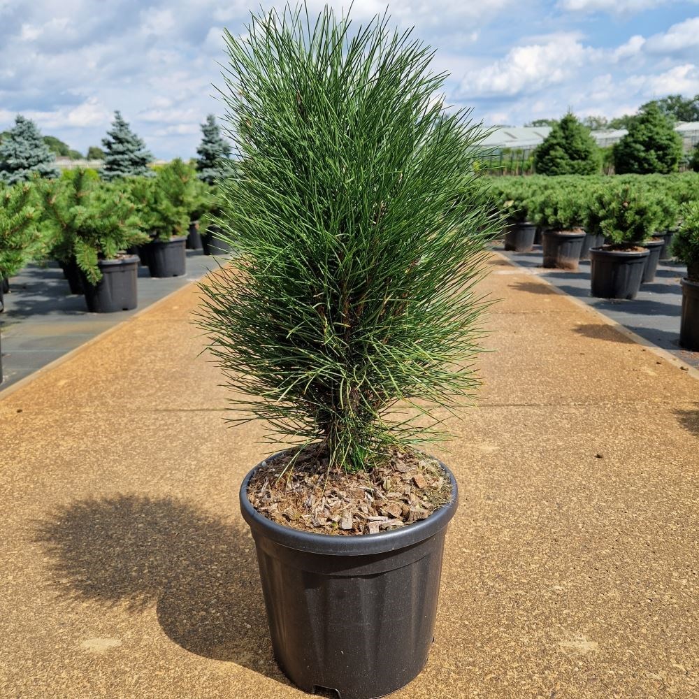 pinus nigra 'green tower' - Tuincentrum Pelckmans