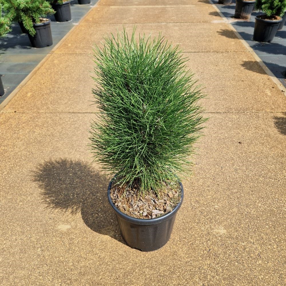 pinus nigra 'green tower' - Tuincentrum Pelckmans
