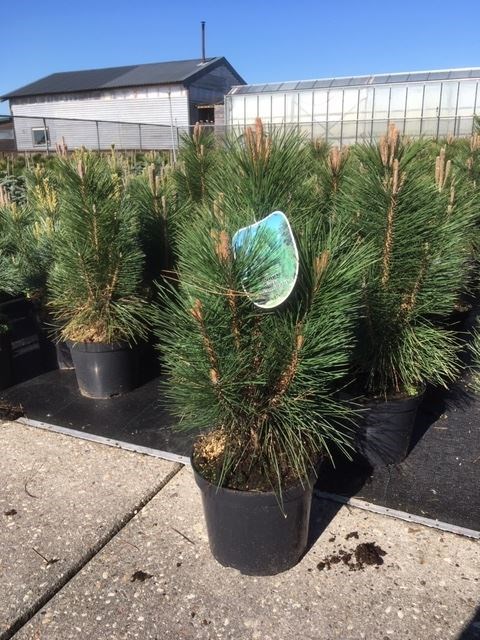 pinus nigra 'pyramidalis' - Tuincentrum Pelckmans