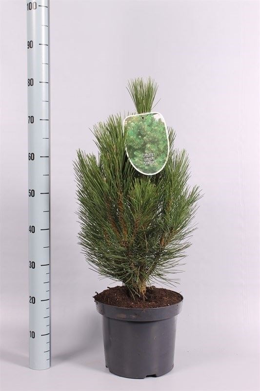 pinus nigra 'pyramidalis' - Tuincentrum Pelckmans