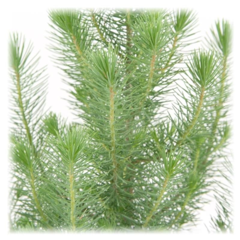 pinus pinea 'silver crest' - Tuincentrum Pelckmans