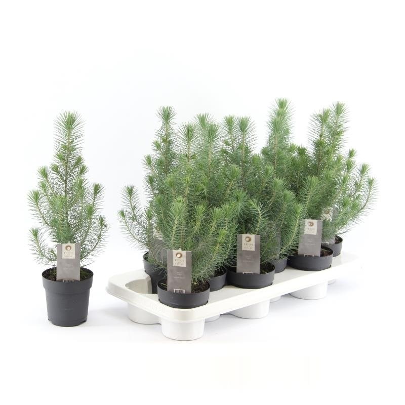 pinus pinea 'silver crest' - Tuincentrum Pelckmans