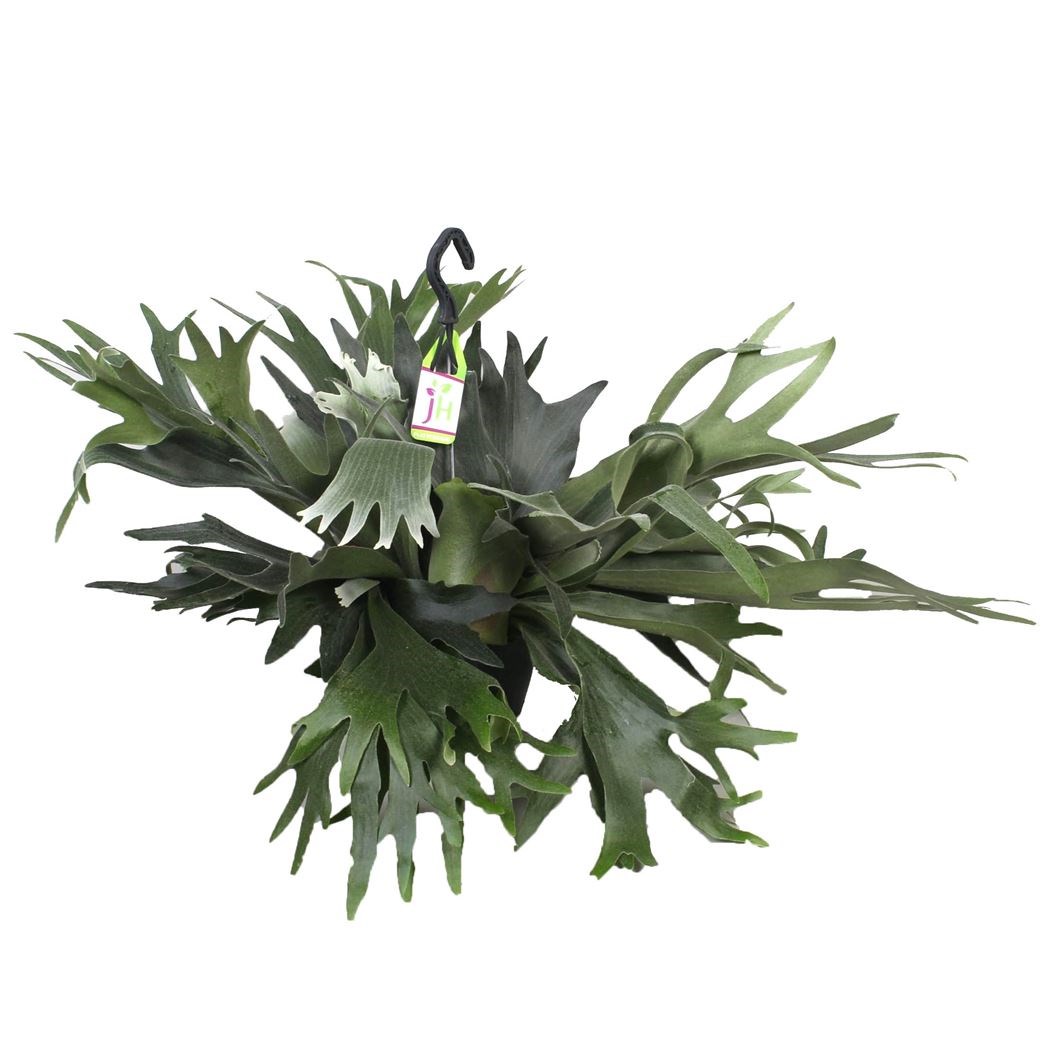 Platycerium Bifurcatum Tuincentrum Pelckmans
