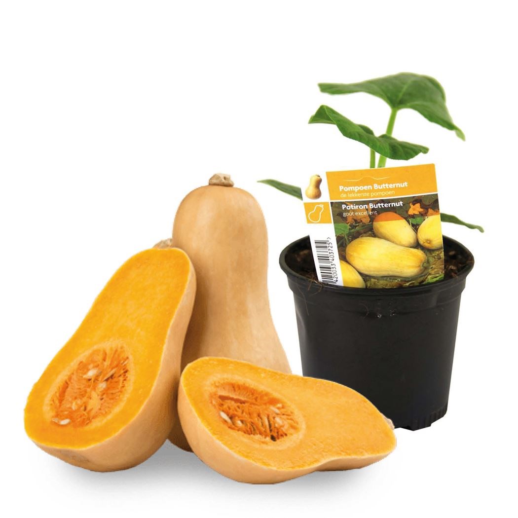 pompoen butternut - Tuincentrum Pelckmans