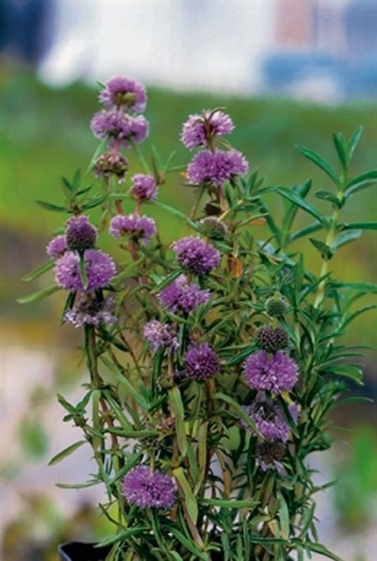 mentha cervina (preslia) - Tuincentrum Pelckmans