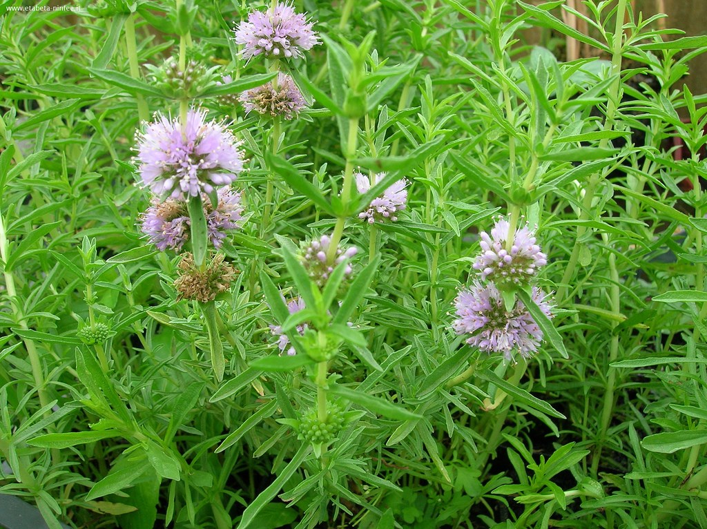 mentha cervina (preslia) - Tuincentrum Pelckmans