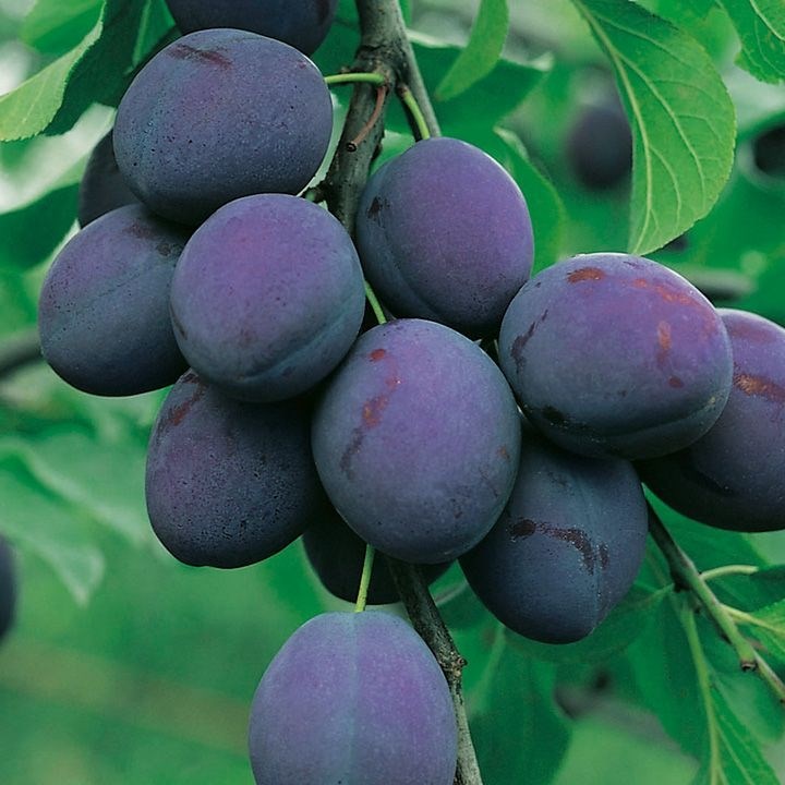 patiofruit pruim 'president' - Tuincentrum Pelckmans