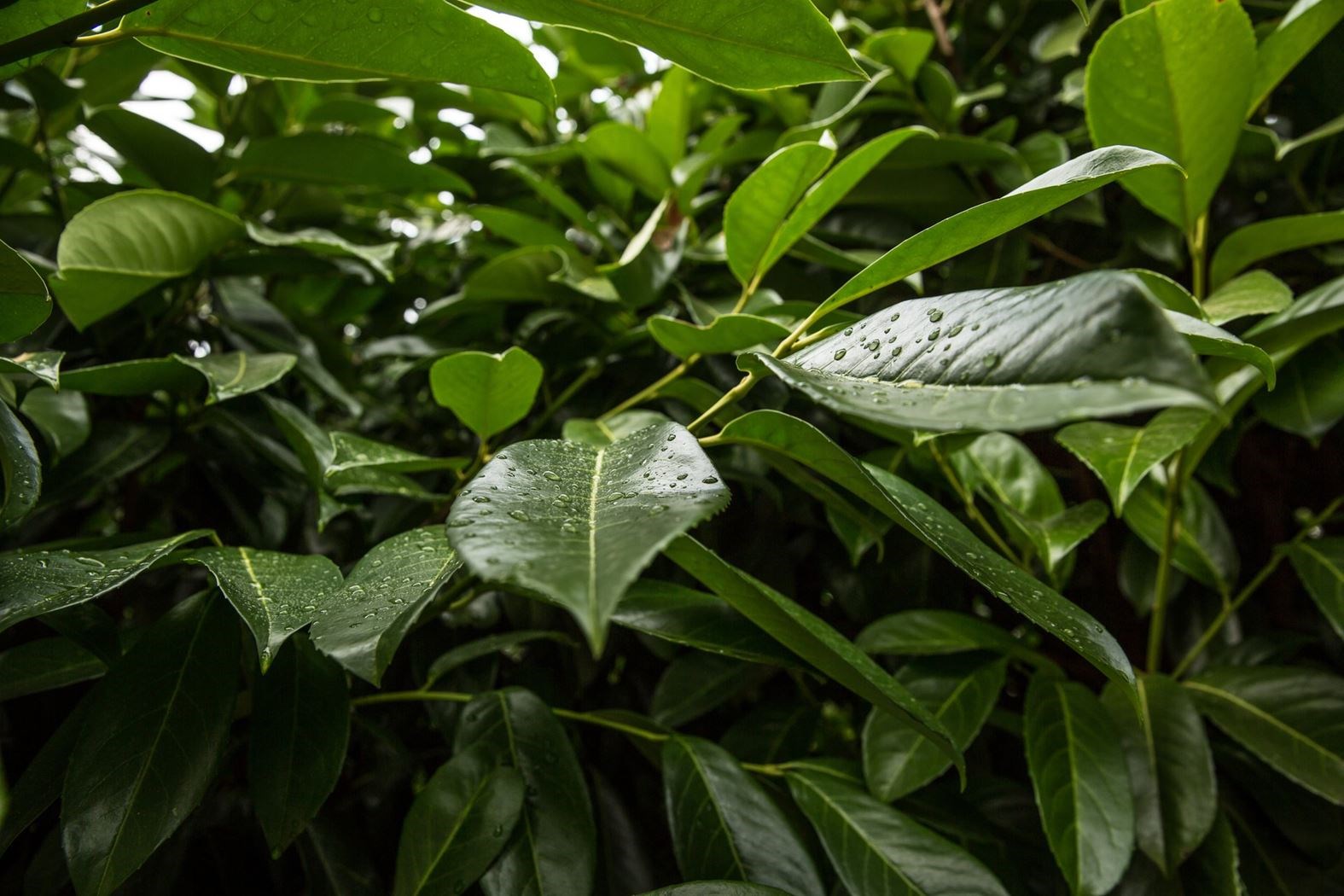 prunus laurocerasus 'obelisk'® - Tuincentrum Pelckmans
