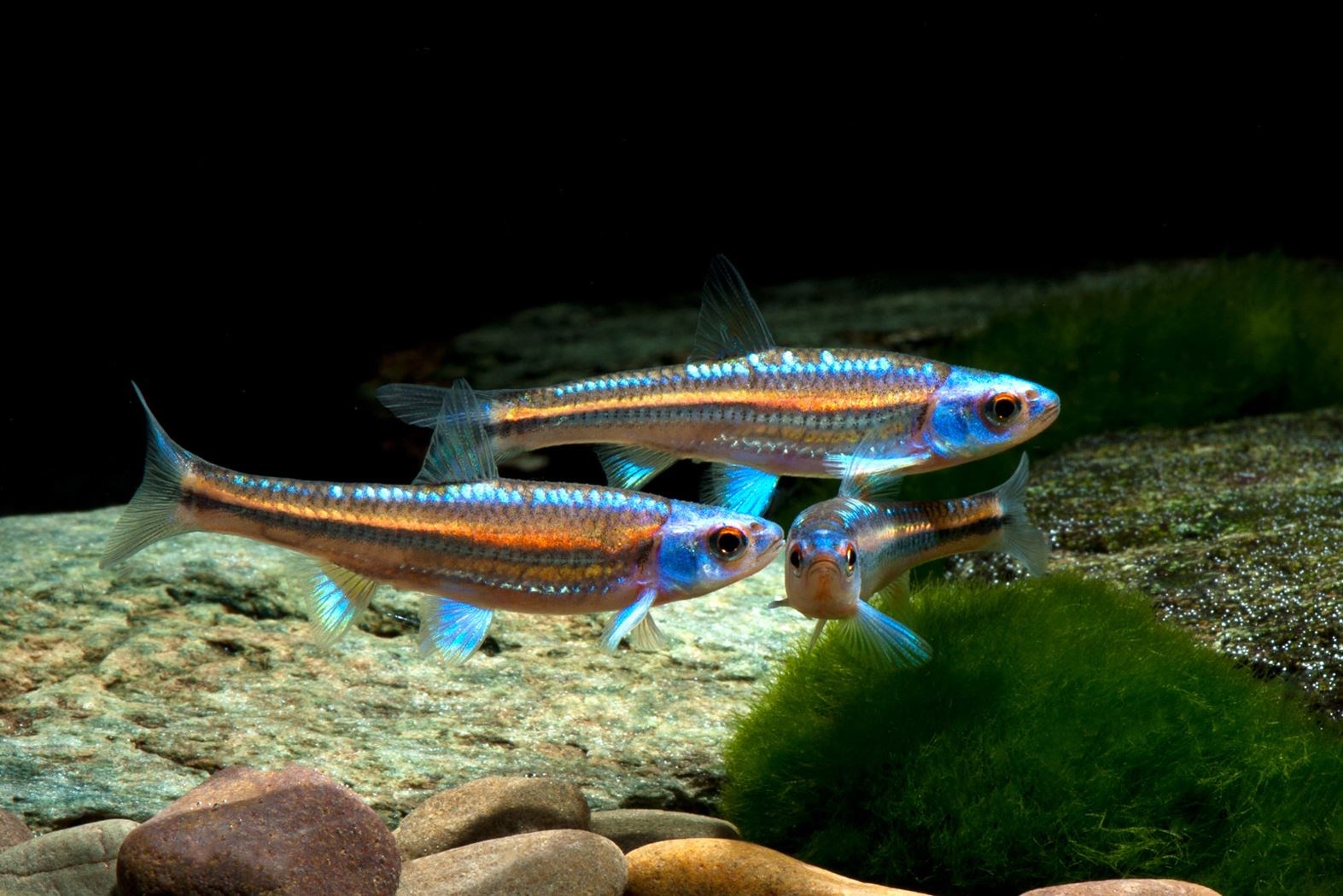 regenboog elrits - Tuincentrum Pelckmans