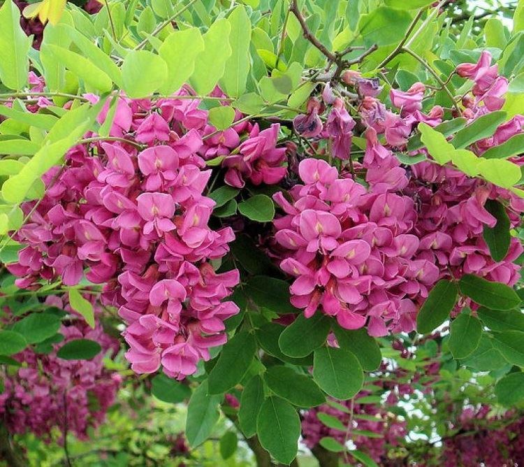 robinia x margaretta 'casque rouge' - Tuincentrum Pelckmans