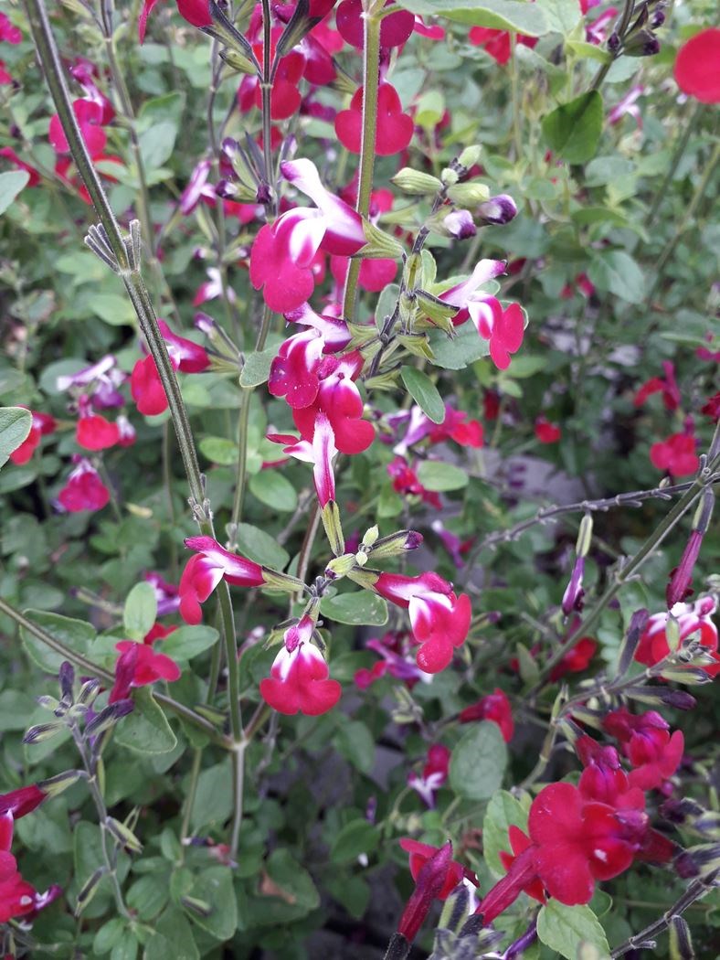 salvia greggii 'cherry lips' - Tuincentrum Pelckmans