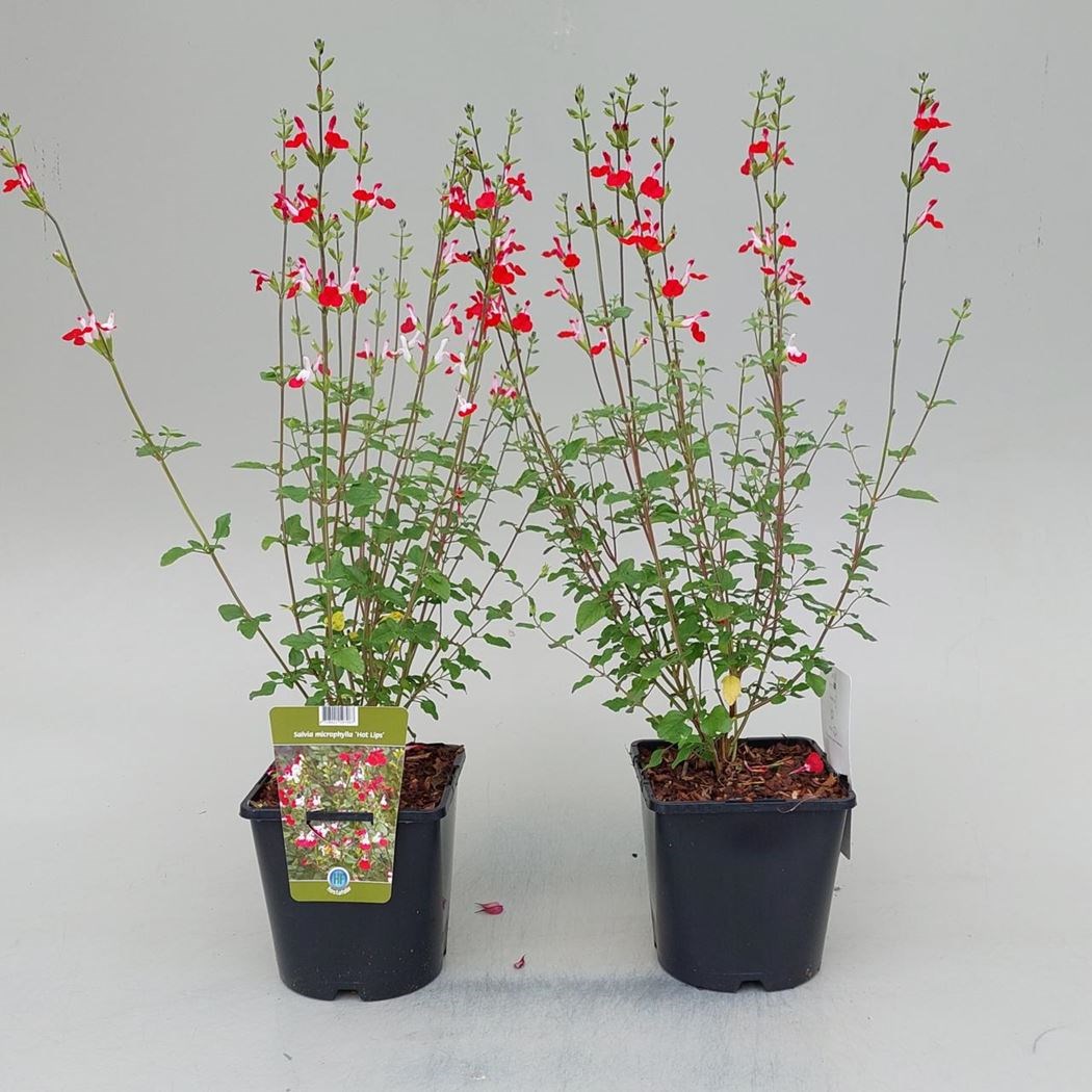 salvia microphylla 'hot lips' - Tuincentrum Pelckmans