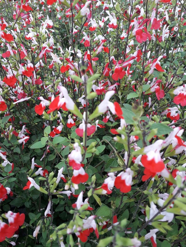 salvia microphylla 'hot lips' - Tuincentrum Pelckmans
