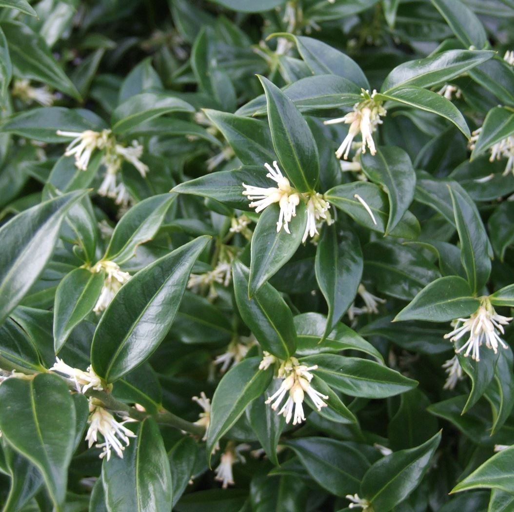 sarcococca hookeriana humilis - Tuincentrum Pelckmans
