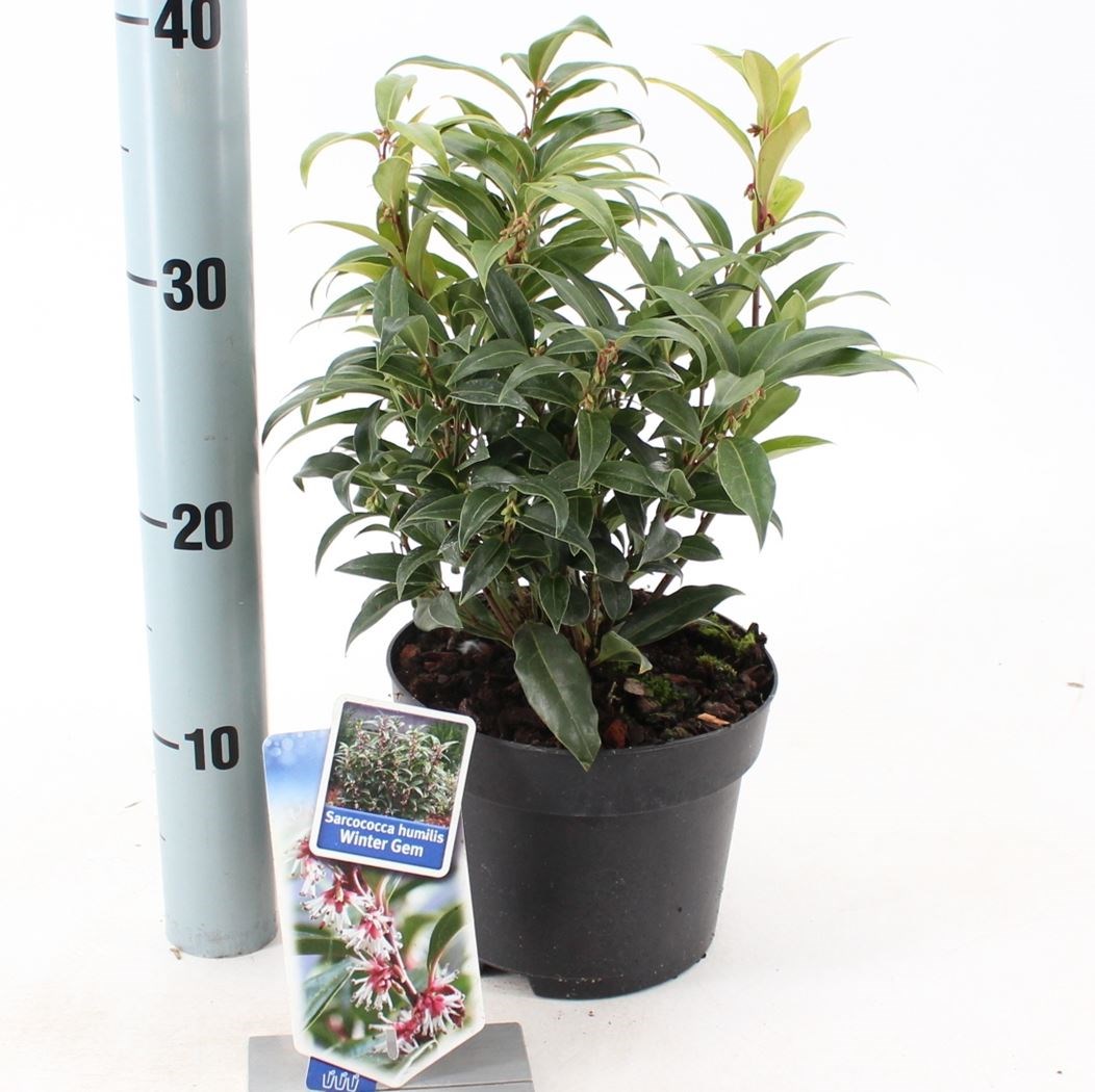 sarcococca humilis 'winter gem'® - Tuincentrum Pelckmans
