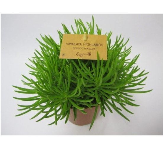 senecio archeri 'himalaya highlands' - Tuincentrum Pelckmans