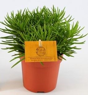 senecio archeri 'himalaya highlands' - Tuincentrum Pelckmans