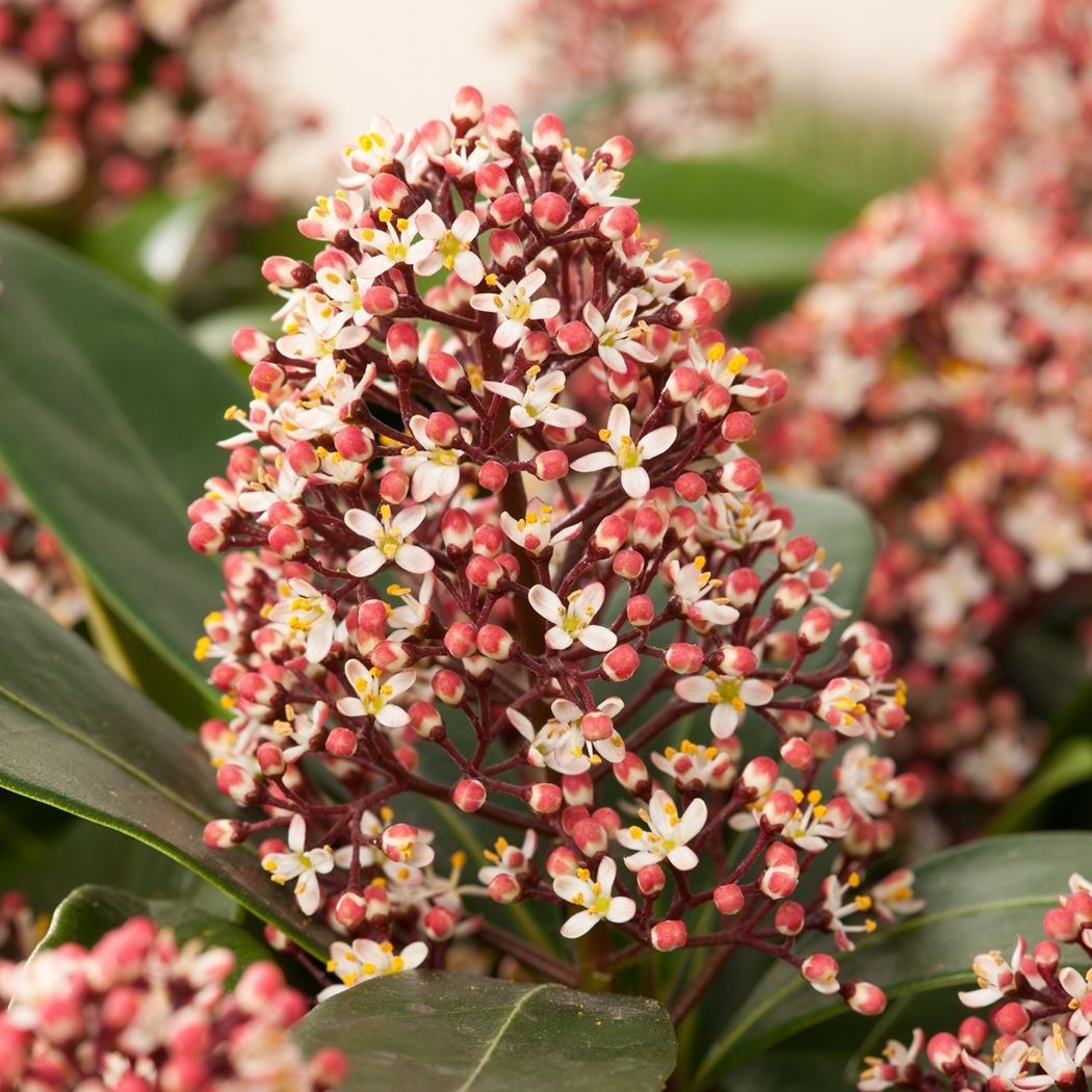 skimmia japonica 'rubella' - Tuincentrum Pelckmans