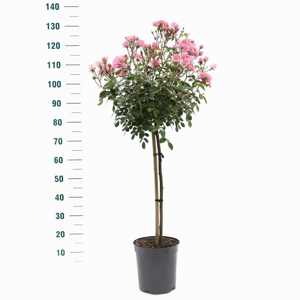 stamroos 'bonica' - Tuincentrum Pelckmans