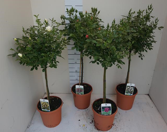 stamroos in soorten - Tuincentrum Pelckmans