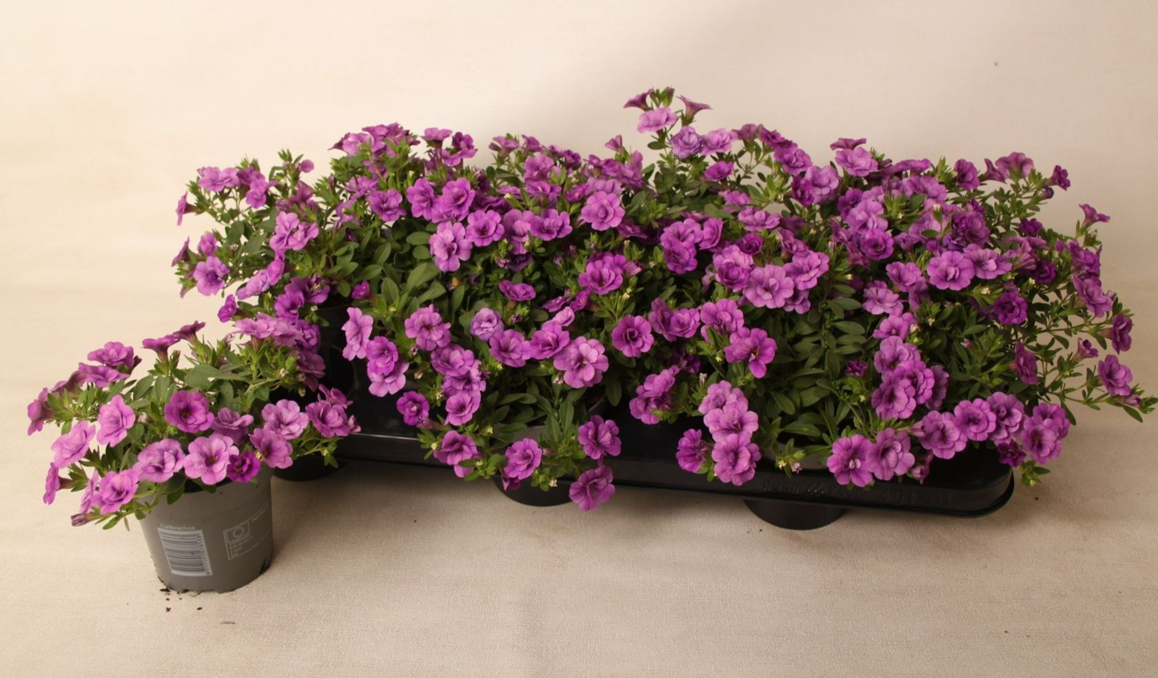 stekperkplant calibrachoa dubbelbloemig roos (millionbells ...