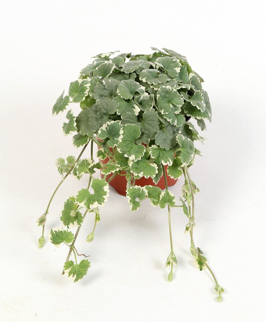 stekperkplant nepeta variegata - Tuincentrum Pelckmans