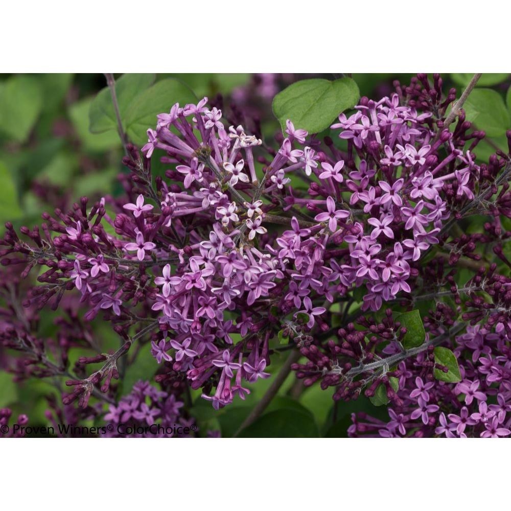 syringa bloomerang 'dark purple'® - Tuincentrum Pelckmans