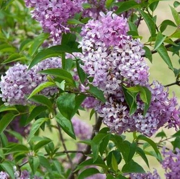syringa chinensis 'saugeana' - Tuincentrum Pelckmans