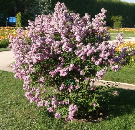 syringa 'josée' - Tuincentrum Pelckmans