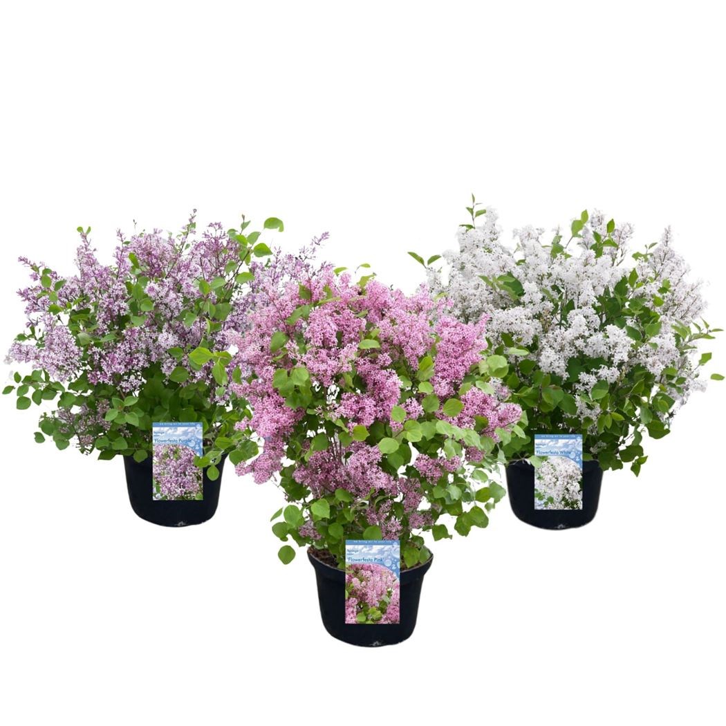 syringa flowerfesta