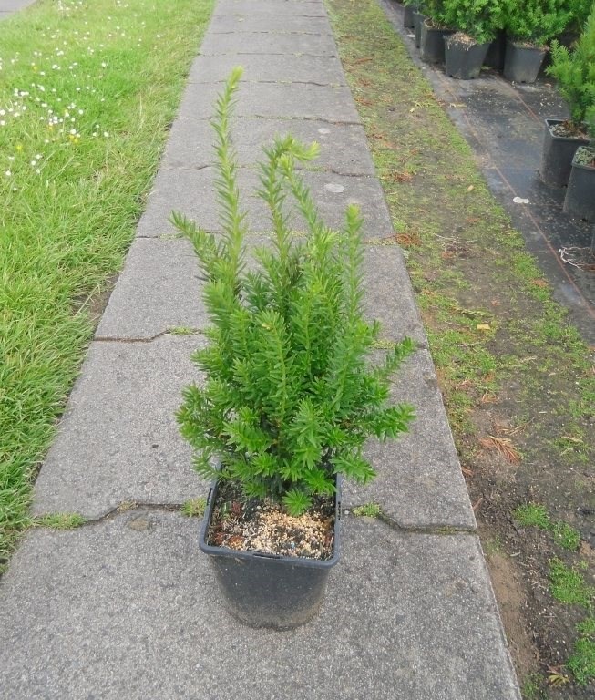 taxus media 'hillii' - Tuincentrum Pelckmans