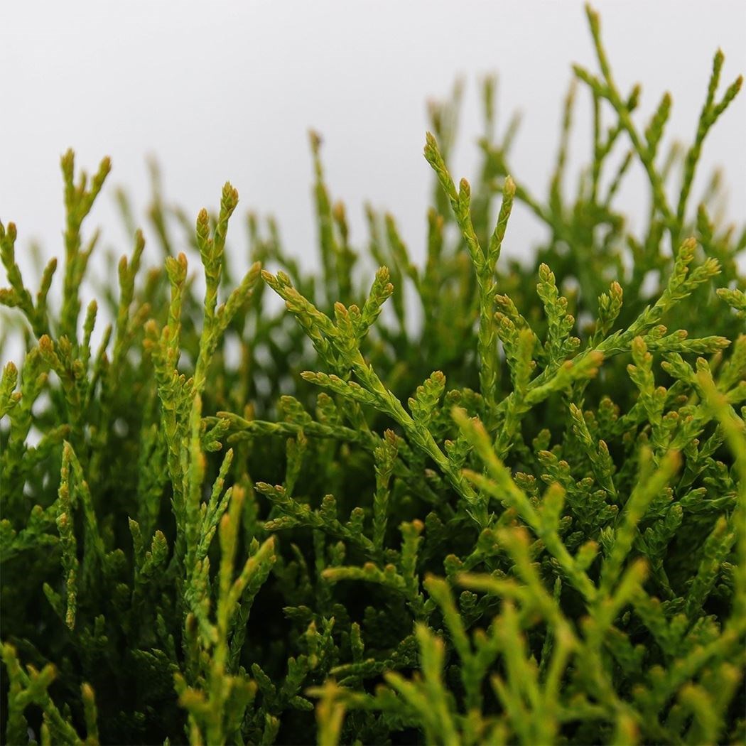 thuja occidentalis 'tiny tim' - Tuincentrum Pelckmans