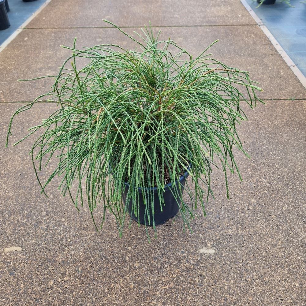 thuja plicata 'whipcord' - Tuincentrum Pelckmans