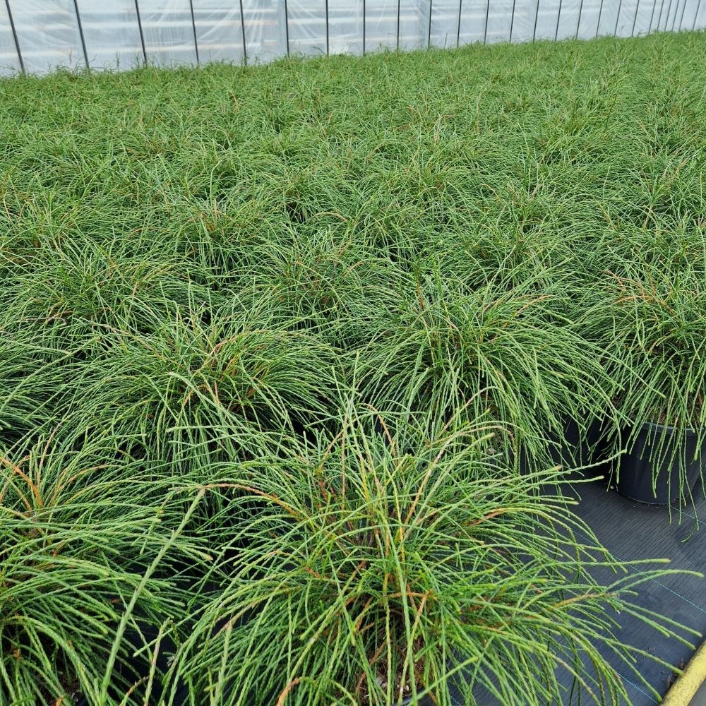 thuja plicata 'whipcord' - Tuincentrum Pelckmans